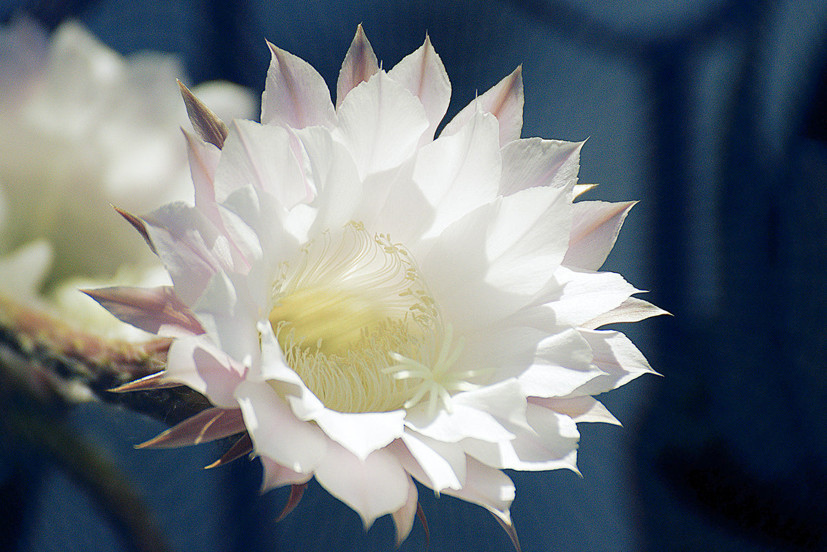 KINDri Gift Sets – KINDri Los Angeles